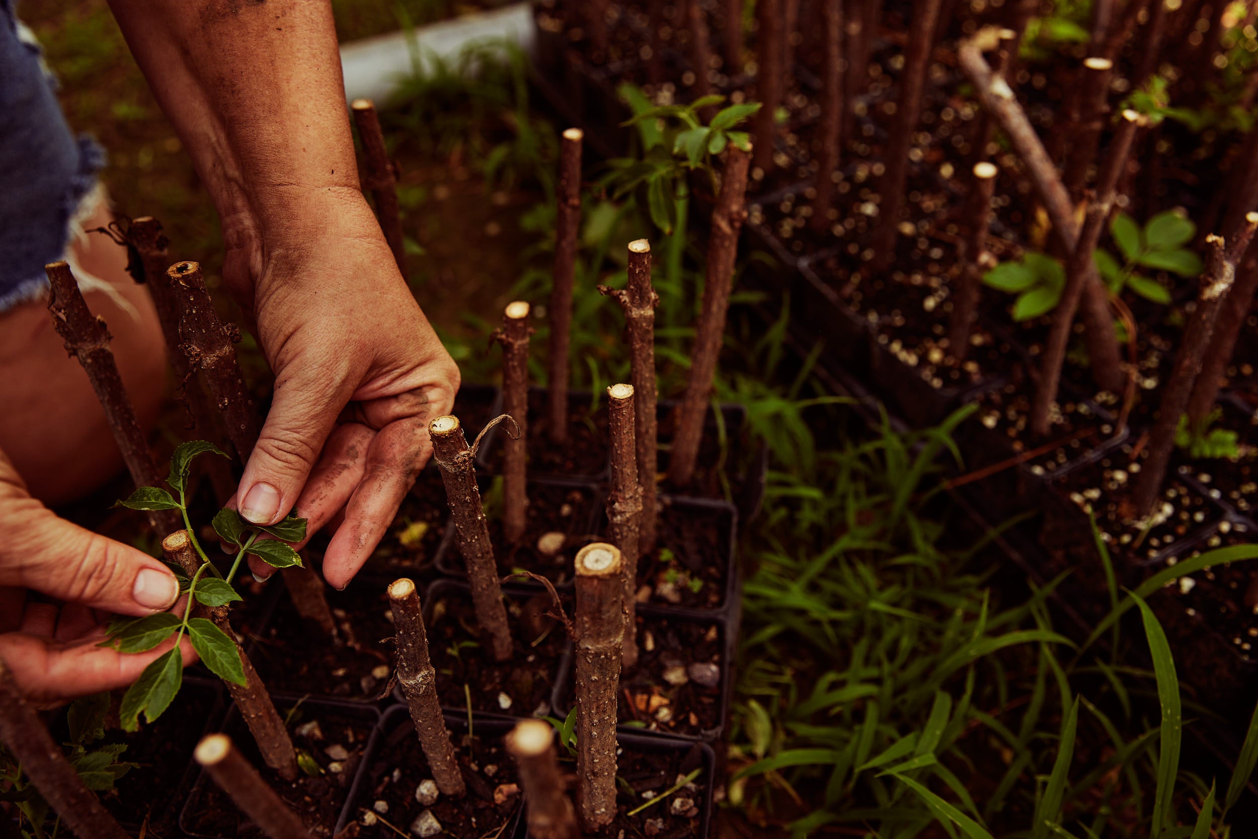 Our Farm – Elder Farms